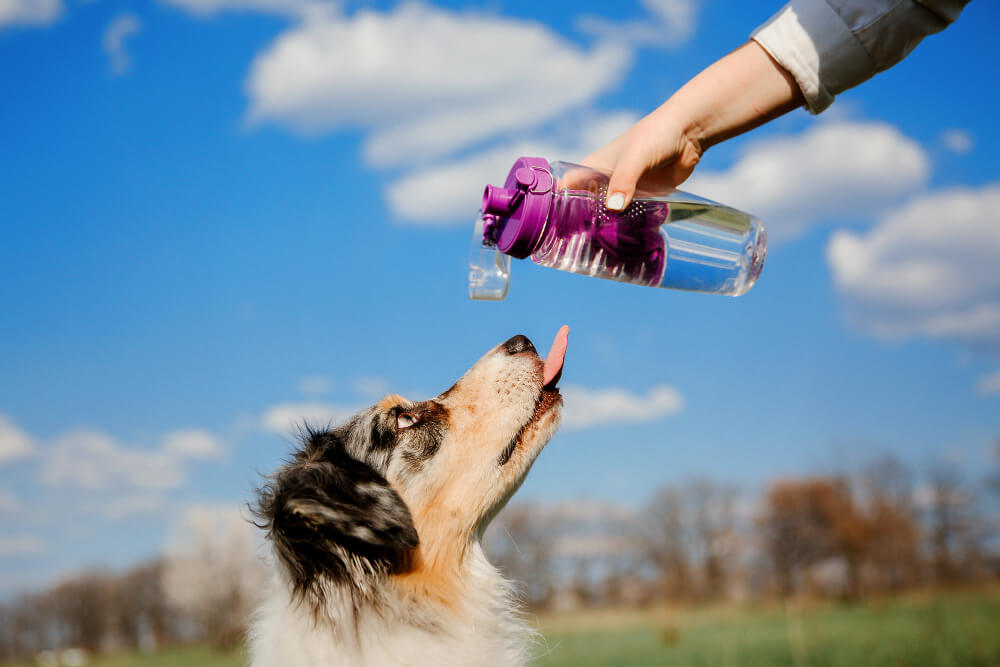 Feeding Your Dog Properly: A Guide to Canine Nutrition– Tail Wiggle