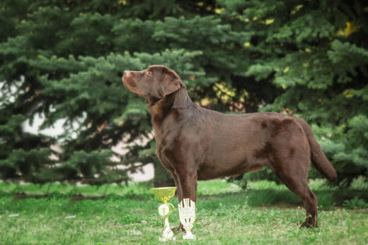 Did You Know This About Dogs?– Tail Wiggle